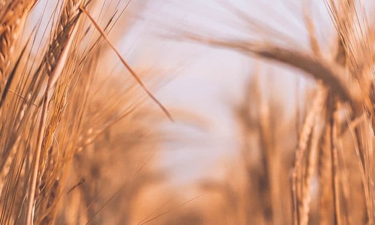 National Farmers Union - Standing up for farmers since 1969.