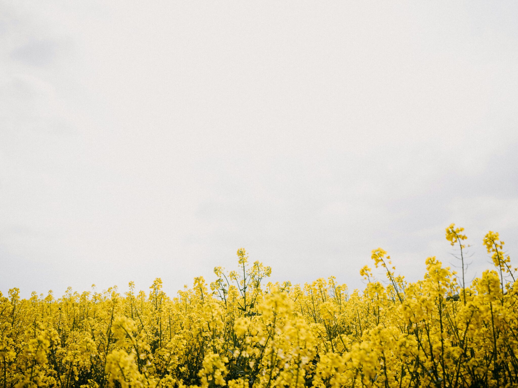 A tale of two canola tariffs: China’s tariffs are on a small portion of ...